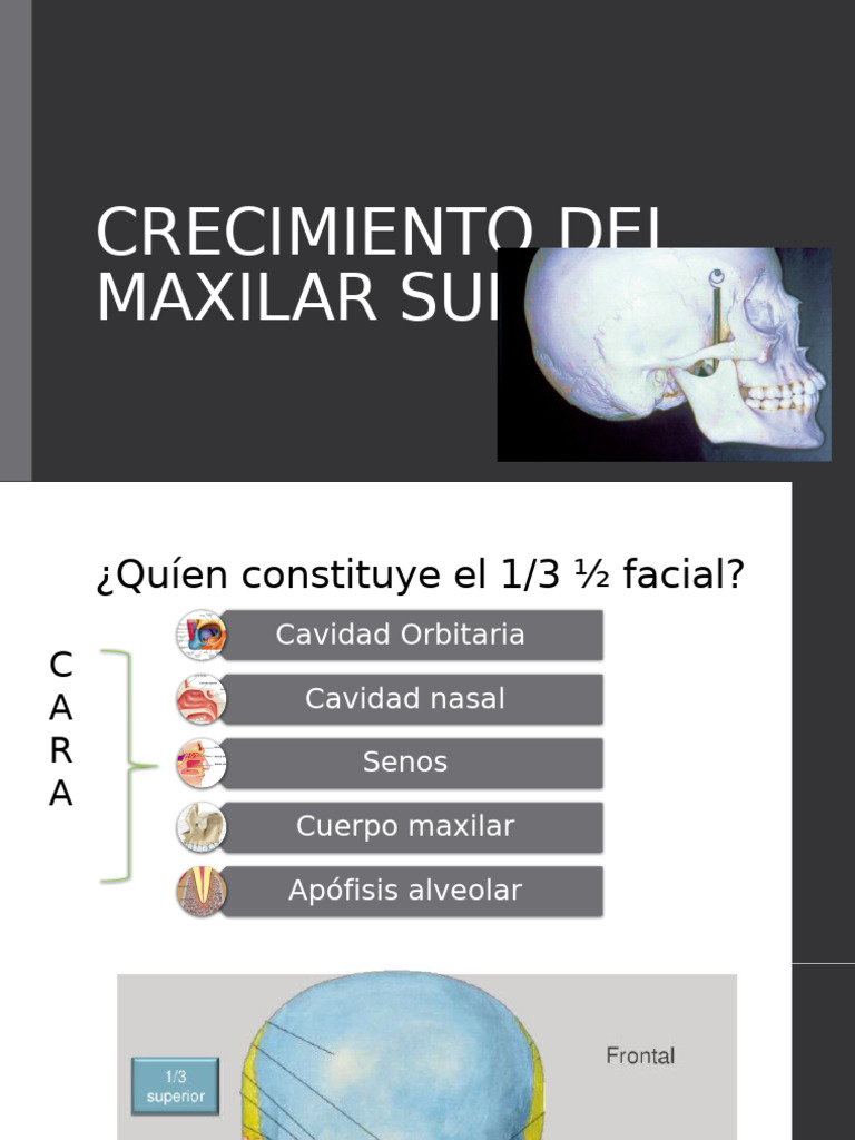 Crecimiento del Maxilar Superior | PDF | Sistema esquelético | Cabeza y ...