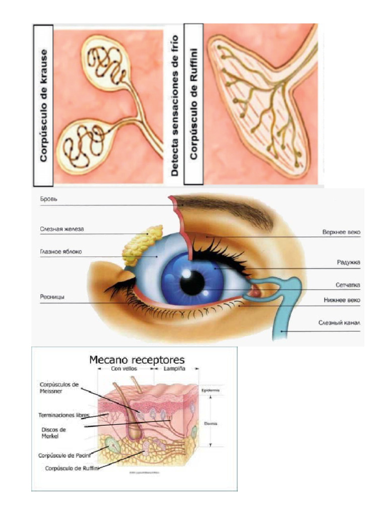 Bio Tema Terminado | PDF