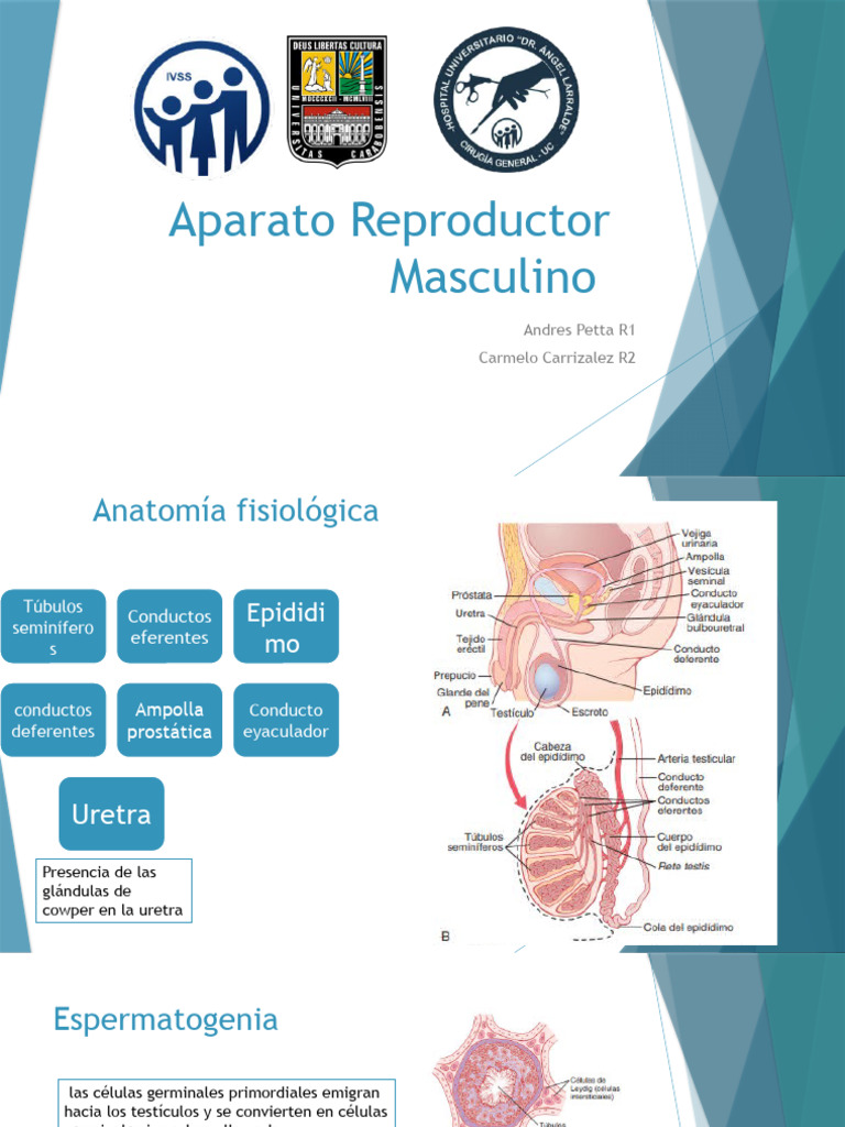 Anatomía y Función del Sistema Reproductor Masculino | PDF ...