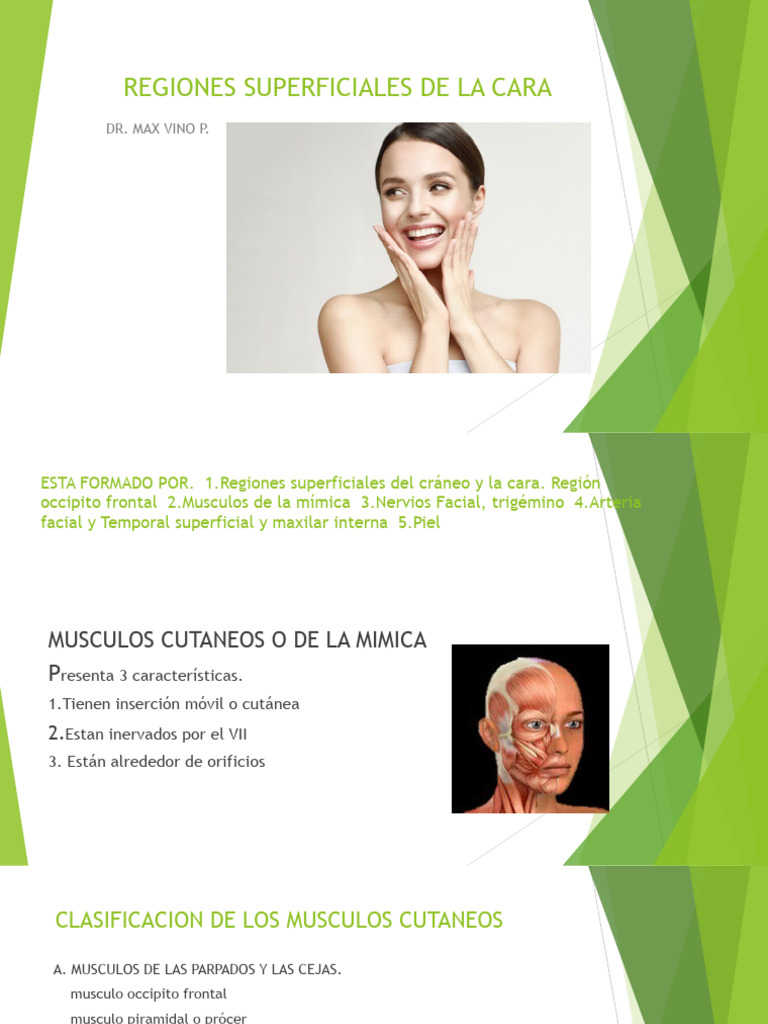 Regiones Superficiales de La Cara Autoguardado | PDF | Anatomía humana ...