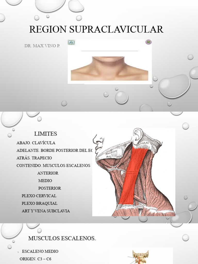 Region Supraclavicular | PDF | Sistema cardiovascular | Angiología