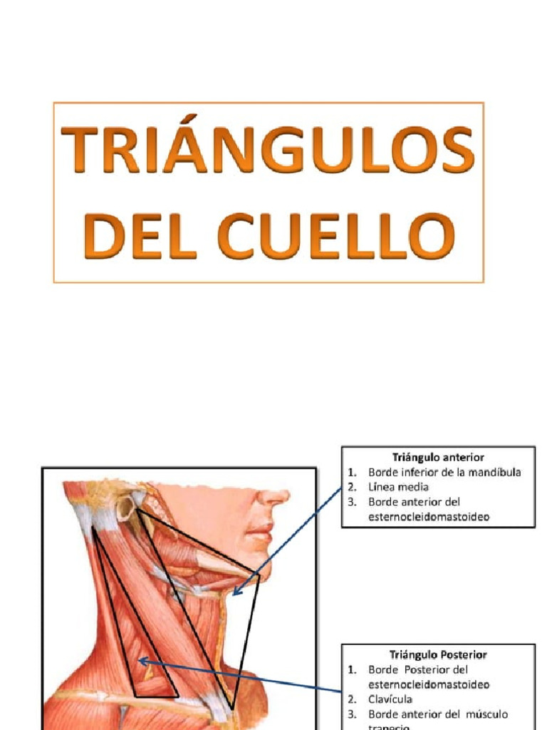 triangulos del cuello | PDF