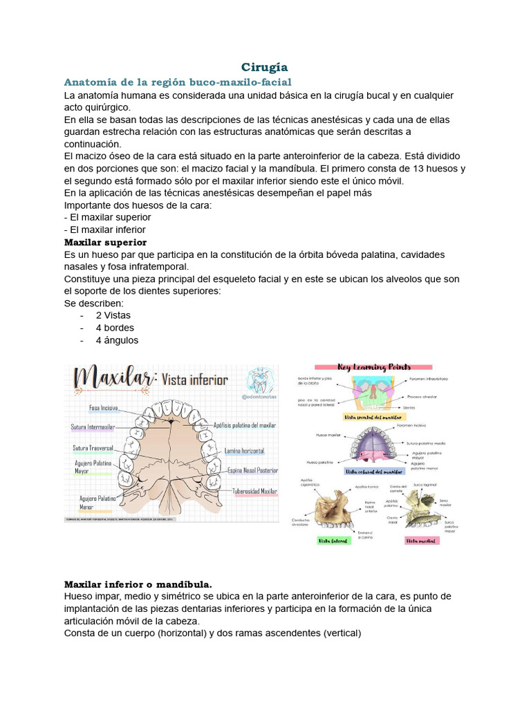 03 - Anatomía de La Región Bucu Maxilo Facial 2 | PDF | Anatomía ...