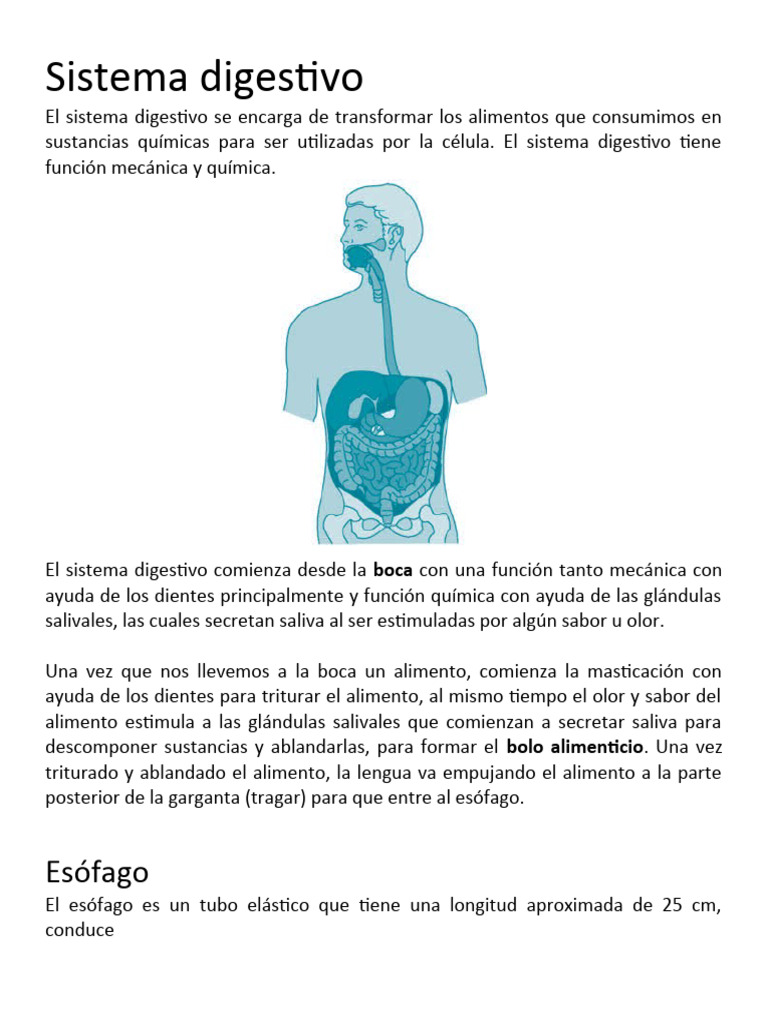 Sistema Digestivo | PDF | Digestión | Sistema digestivo humano