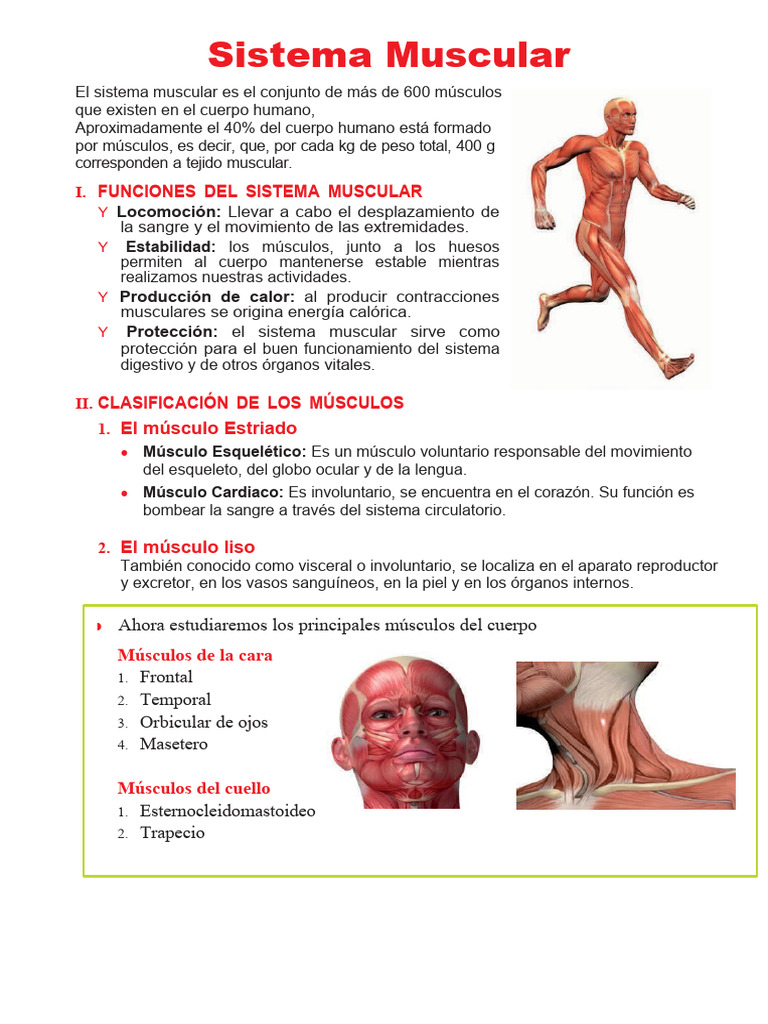 Funciones y Clasificación del Sistema Muscular | PDF | Músculo | Anatomía