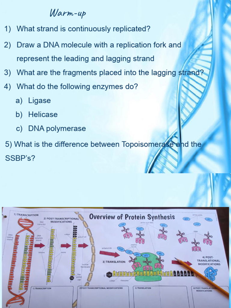 DNA Replication and Protein Synthesis Guide | PDF | Translation ...
