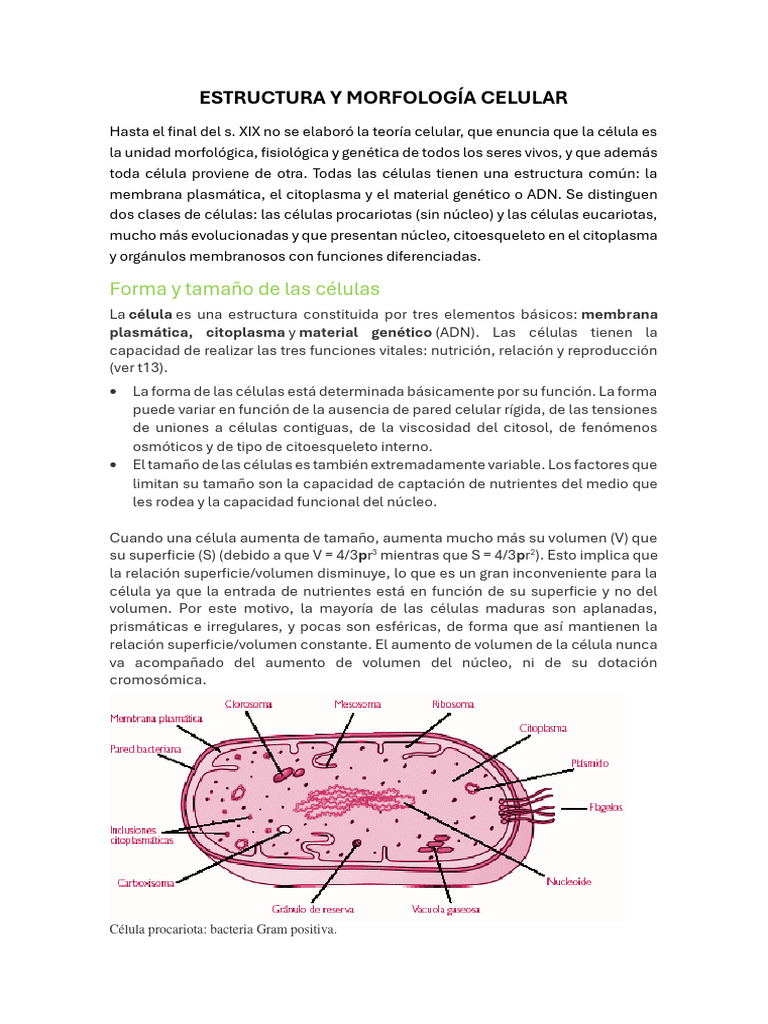 Estructura y Morfología Celular J | Descargar gratis PDF | Biología Celular) | Citoplasma