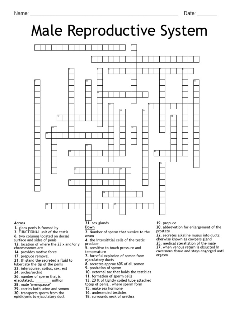 Male Reproductive System Crossword Puzzle | PDF | Testicle | Sex