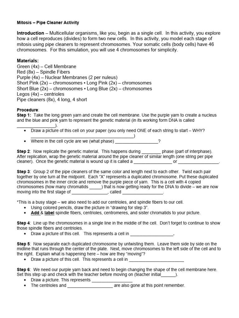 Mitosis Pipe Cleaner Lab | PDF | Mitosis | Chromosome
