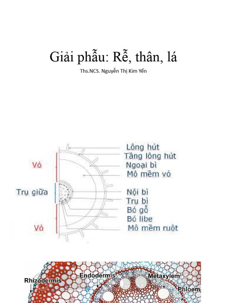 Thuc Hanh Giai Phau Re Than La | PDF