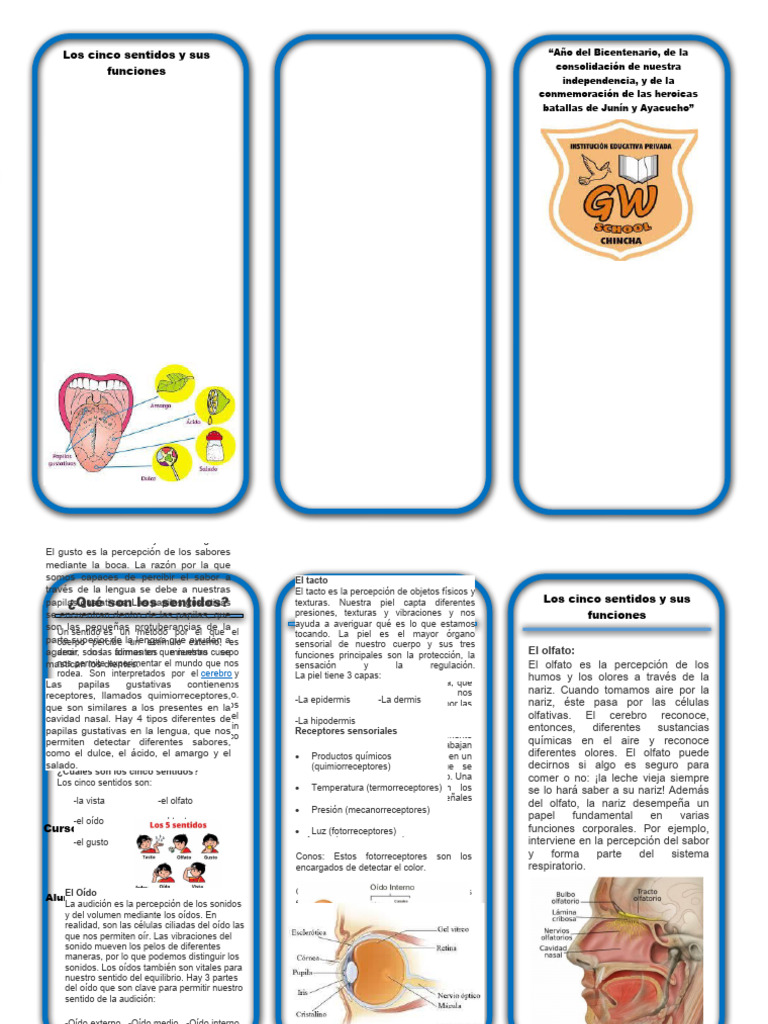 Triptico Los Sentidos | PDF | Sentidos | Percepción
