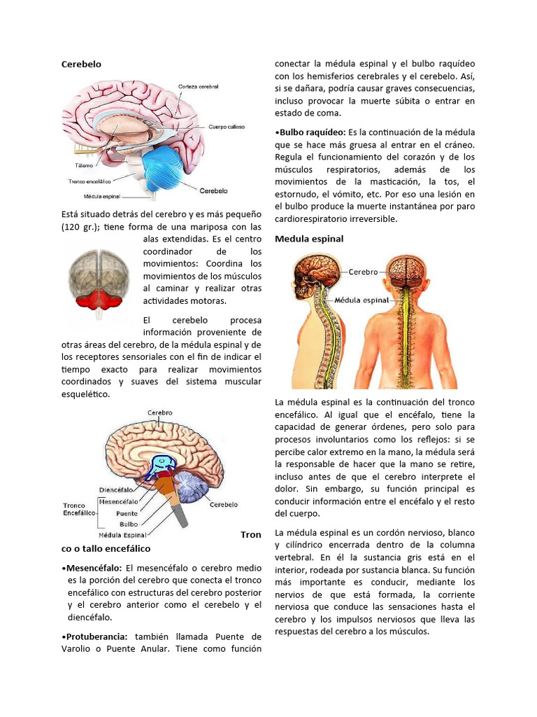 Cerebelo | PDF | Cerebro | Médula espinal