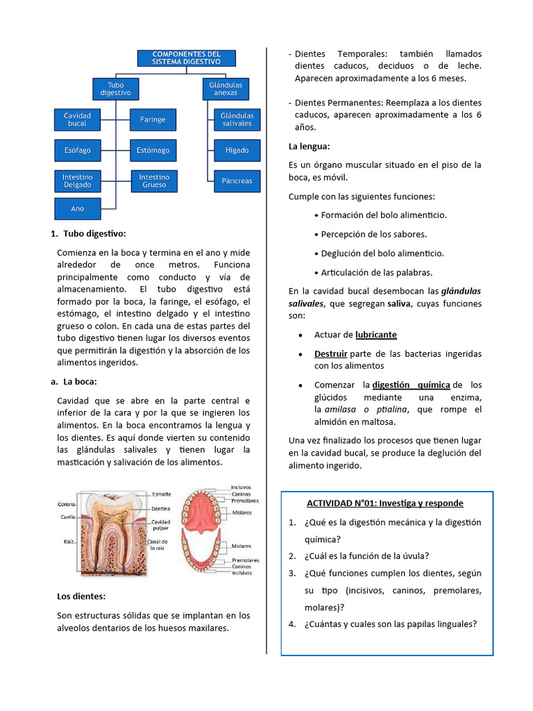 Tubo digestivo: La boca | PDF | Digestión | Sistema digestivo humano