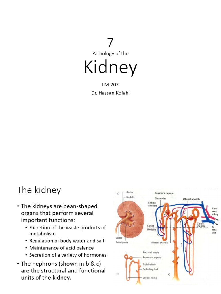 Chapter 7- Kidneys | PDF | Kidney Disease | Kidney