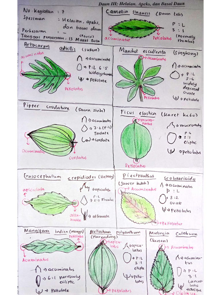 Bab VII - Daun III Helaian, Apeks, Dan Basal Daun | PDF