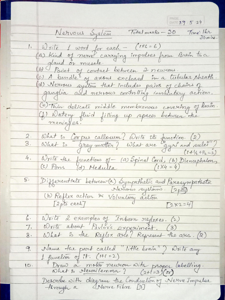 Nervous System Test | PDF