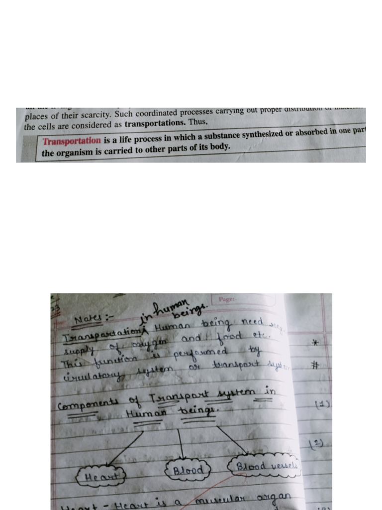 Transportation in Human Beings and Plants | PDF