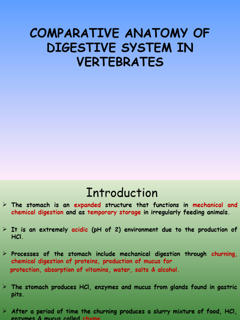 Vertebrate Digestive System Anatomy | PDF | Stomach | Digestion