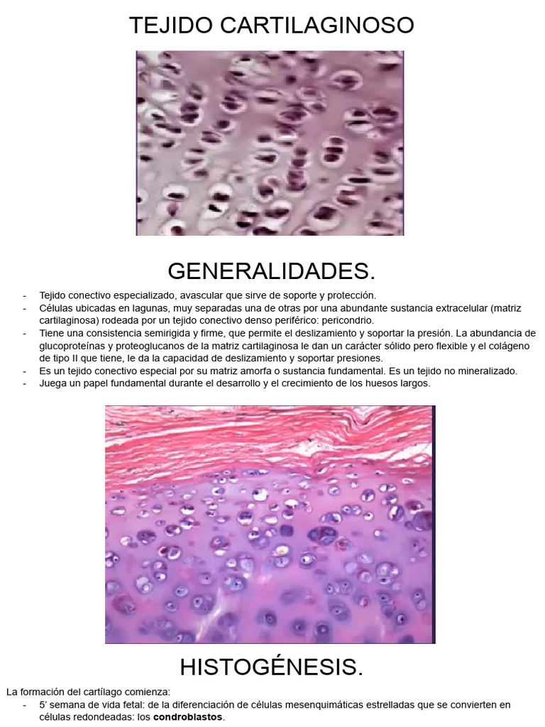 Células Condrogénicas y Cartílago | PDF | Hueso | Cartílago