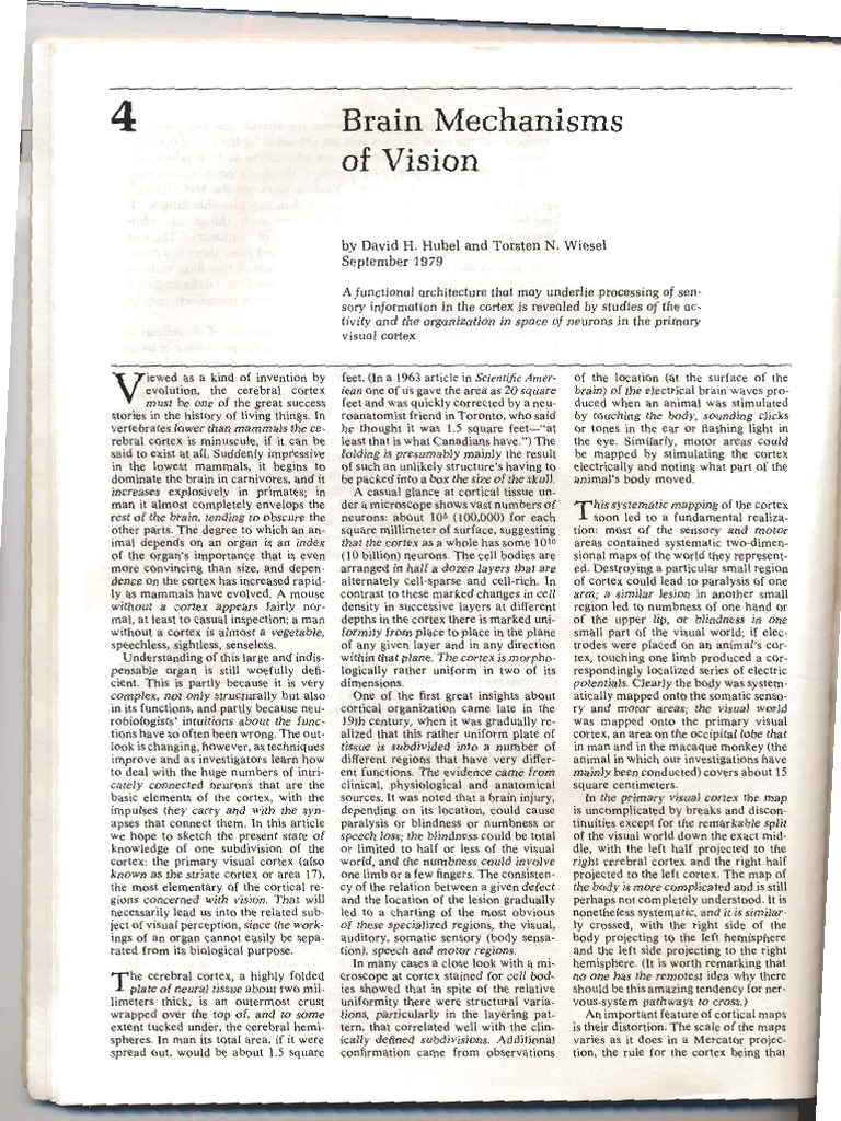 Hubel Wiesel | PDF