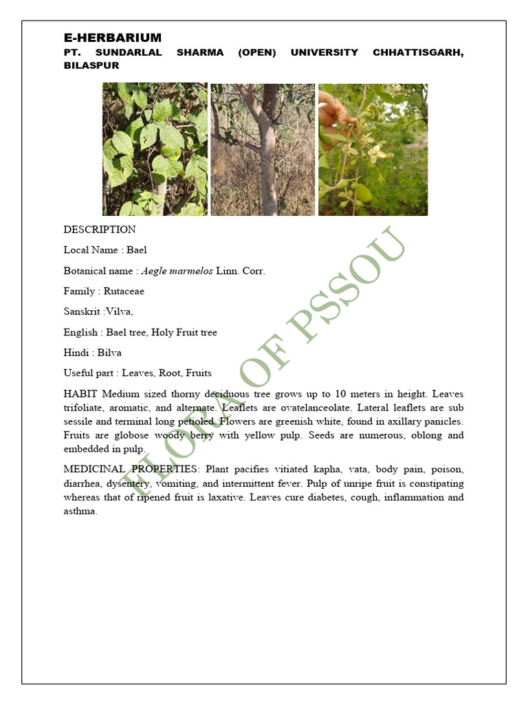 Herbarium | Download Free PDF | Botany | Plants