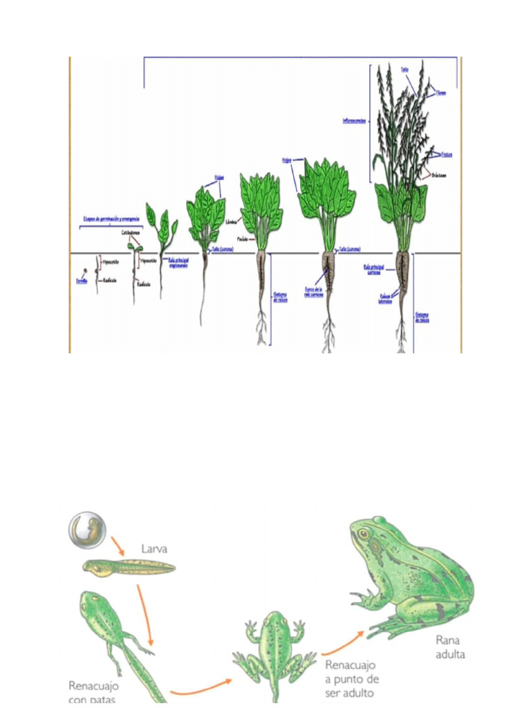 Ciclos de Vida | PDF