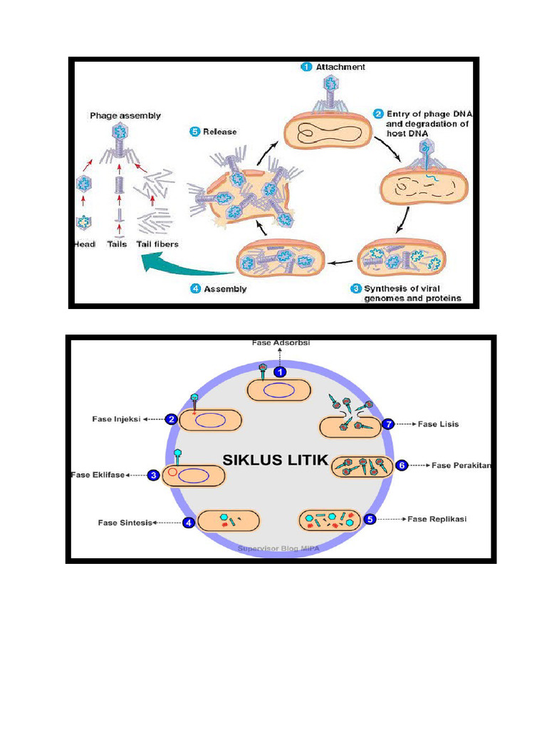 Tahapan Siklus Litik | PDF