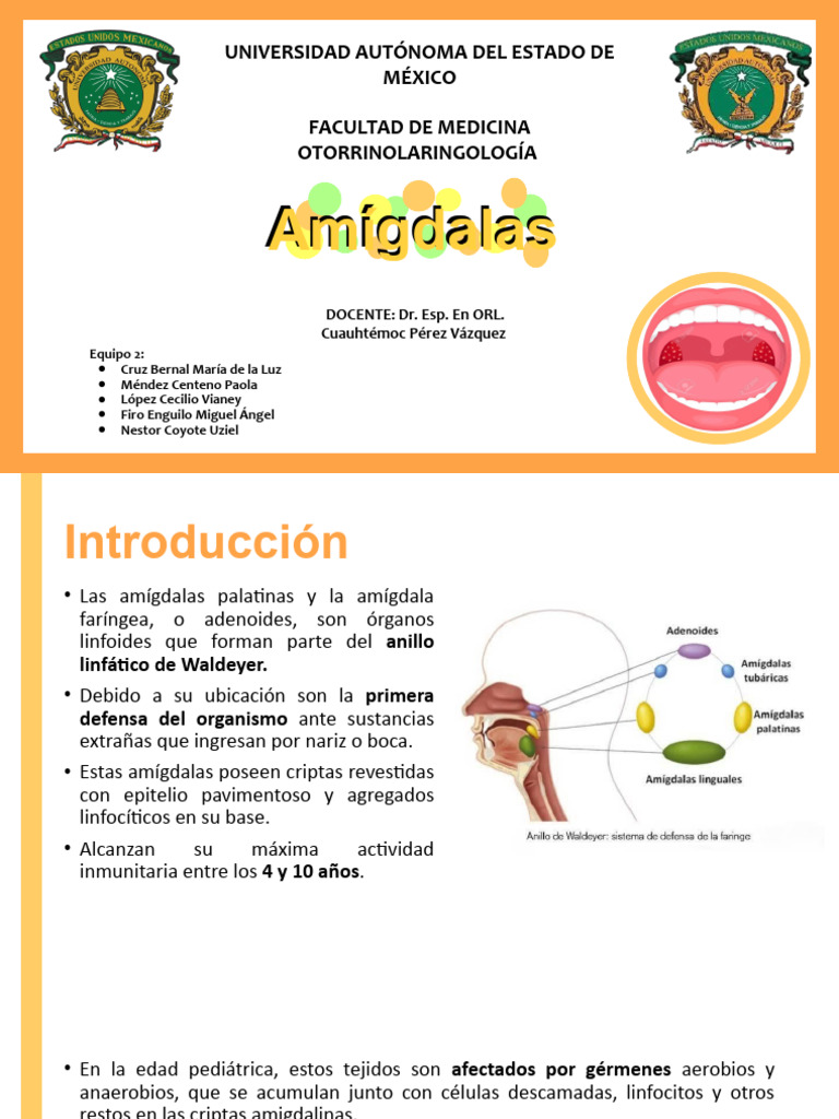 Amígdalas: Anatomía, Función e Inmunidad | PDF | Ganglio linfático ...