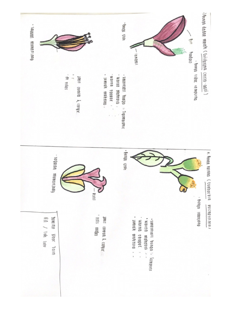 8A - Jasmine N. Zain - 041 - Morfologi Bunga 1 | PDF