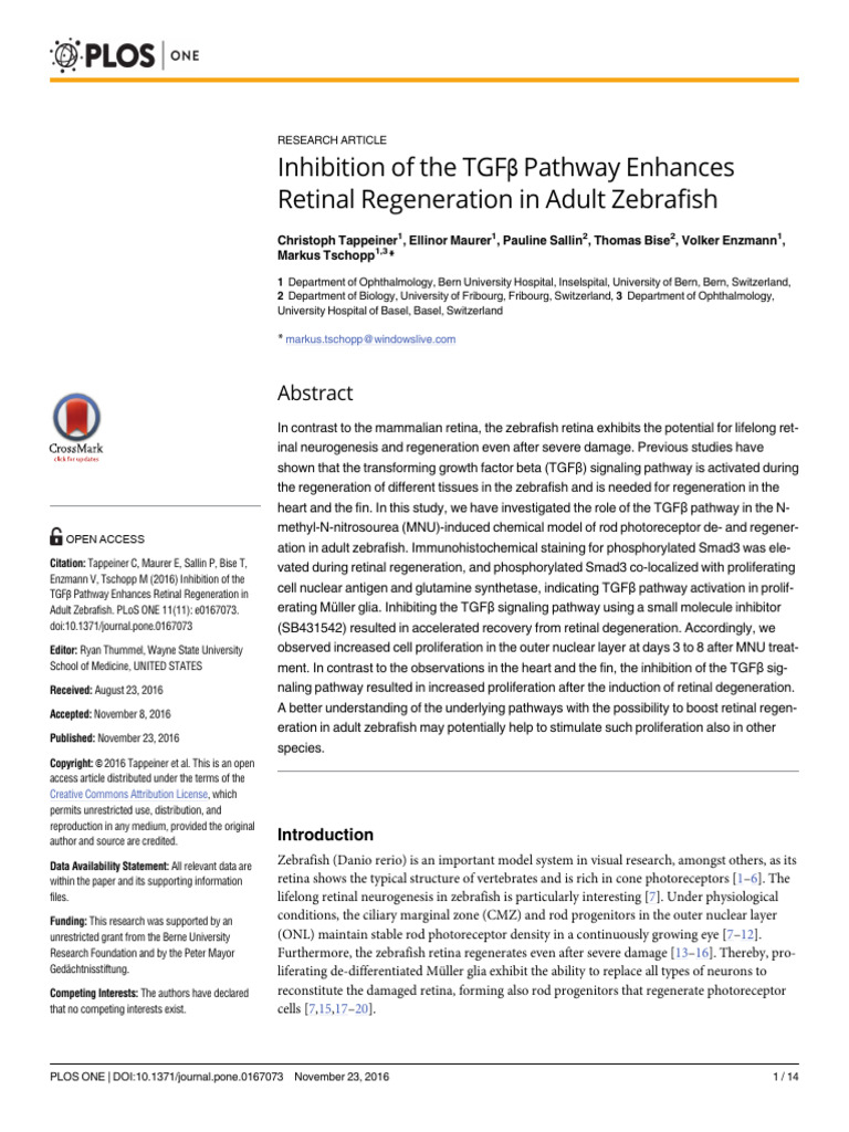 Inhibition of The TGFB Pathway Enhances Retinal Re | PDF | Transforming Growth Factor Beta | Retina