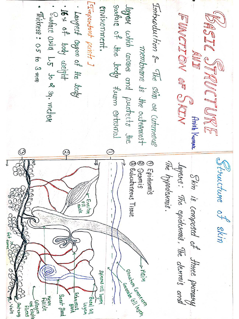 Basic Structure and Function of Skin | PDF