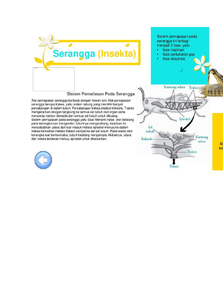 Respirasi Pada Serangga | PDF