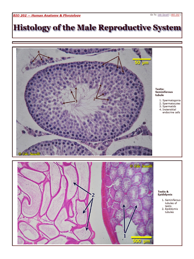 BIO202 Reproductive Histology | PDF | Testicle | Biology