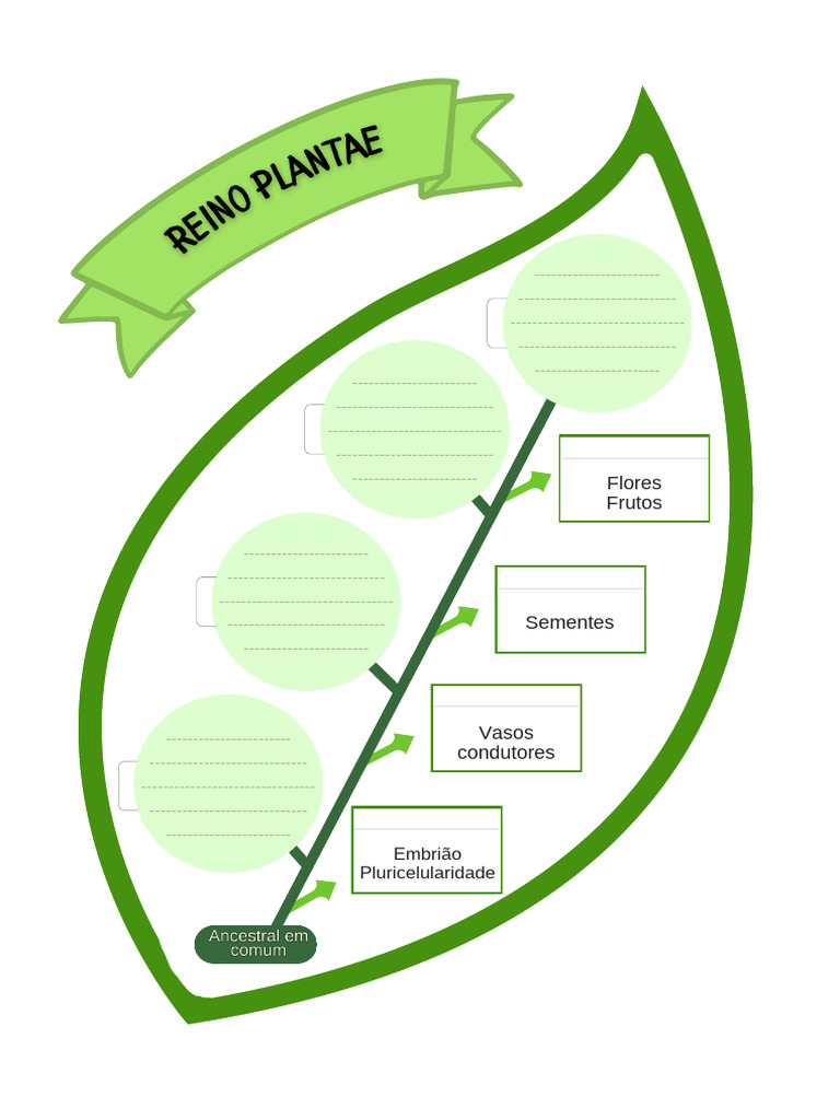 Atividades sobre o Reino Plantae 7º Ano | PDF | Plantas | Semente