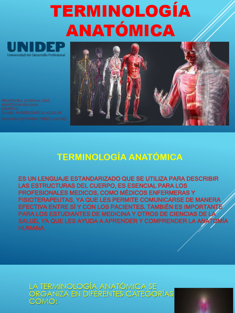 Anatomia (1) | PDF