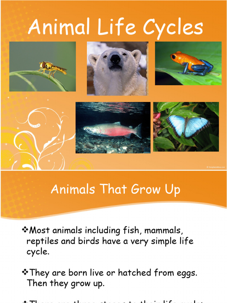 Animal Life Cycles | PDF | Pupa | Frog