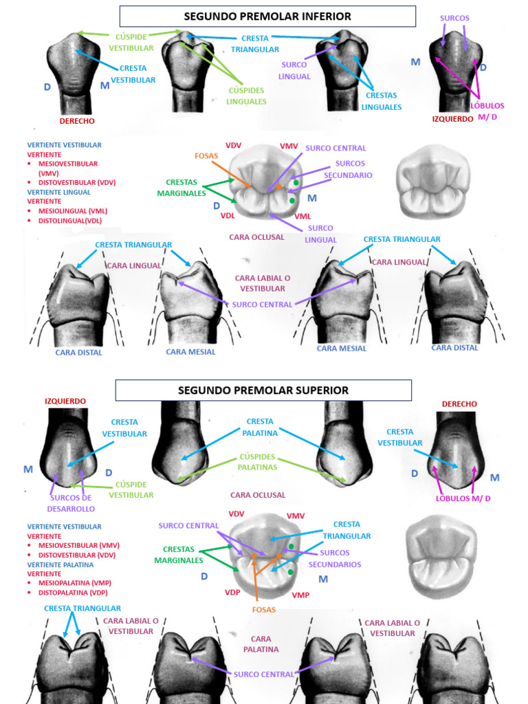 Segundos Premolares Inf-Sup | PDF | Anatomia dental | Diente