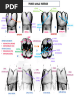 Segundo Premolar Superior | PDF | Anatomia dental | Boca