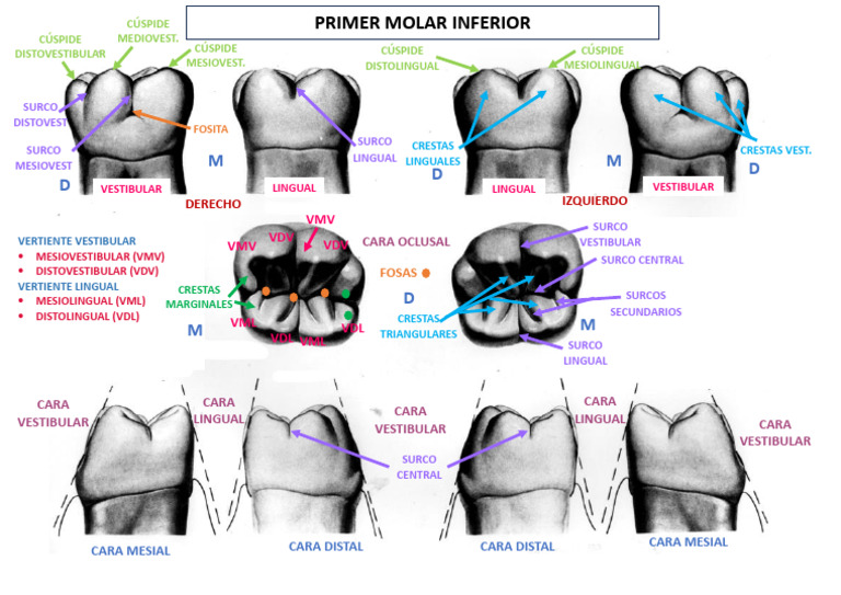 Primer Molar Inferior | PDF | Anatomia dental | Ramas de Odontología