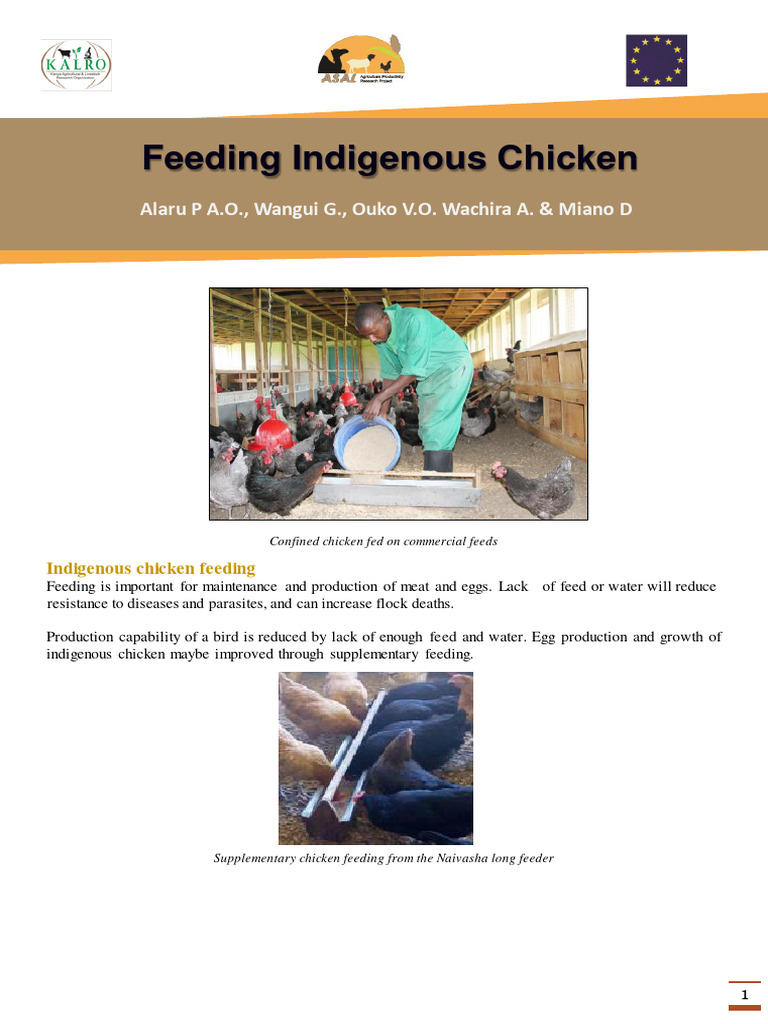 Feeding Indigenous Chicken | PDF | Cereals | Chicken