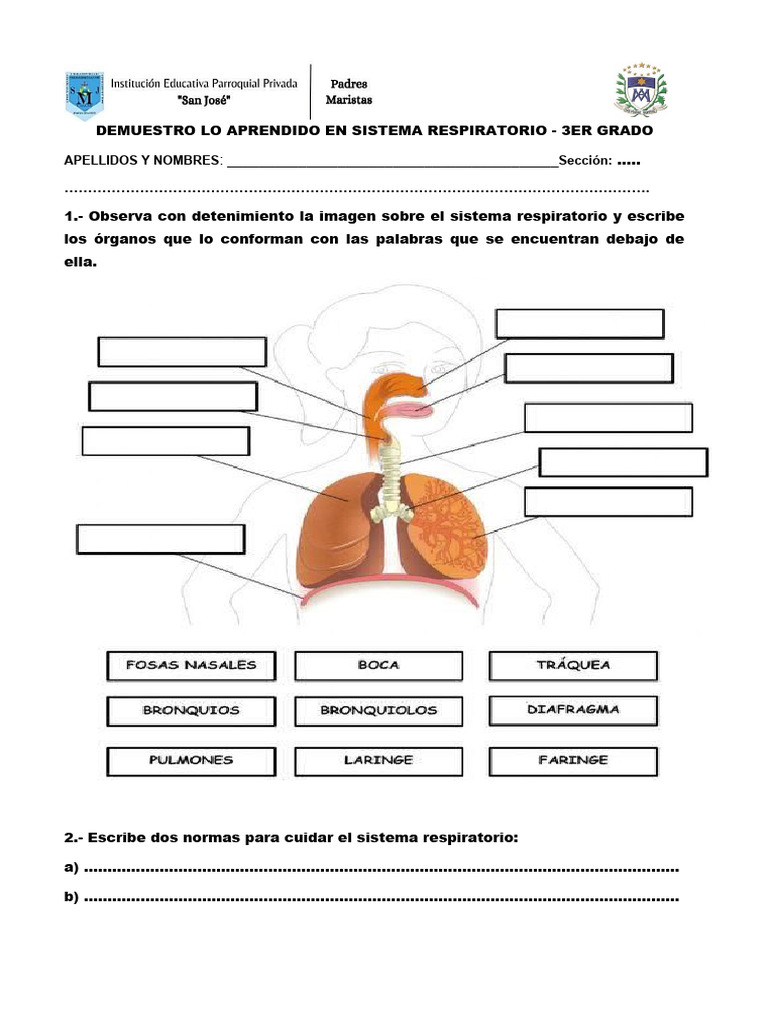 Ficha de Evaluacion Ii Bim Sistema Respiratorio | PDF | Sistema ...