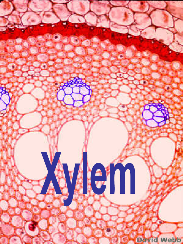 Xylem | PDF | Tissue (Biology) | Wood