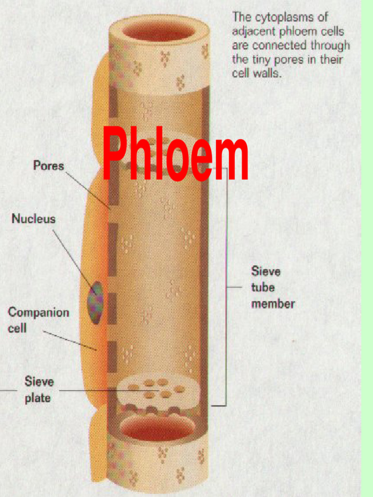 Phloem Lec 7 | PDF | Tissue (Biology) | Morphology (Biology)