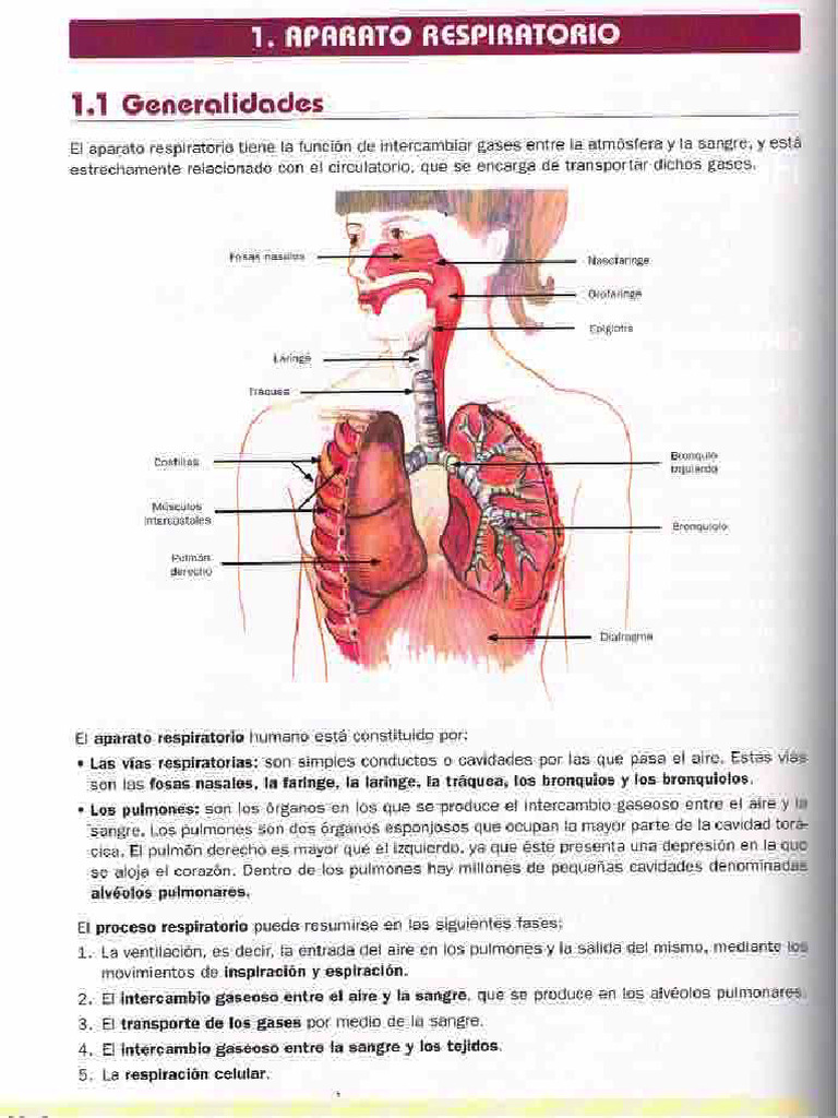 Aparato Respiratorio | PDF