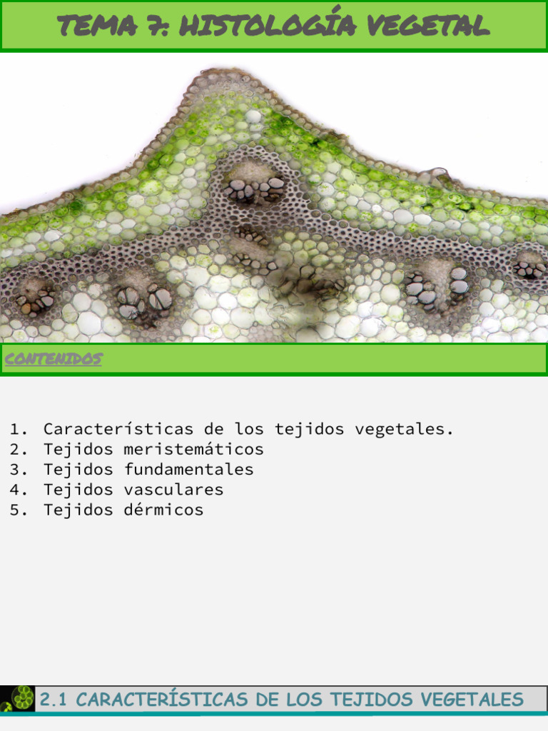 Tema 7_ HISTOLOGÍA VEGETAL | PDF | Tallo de la planta | Raíz