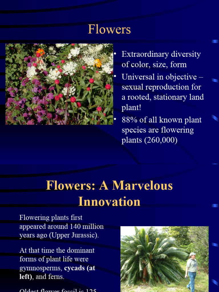 Morfologi Bunga, Simetri Bunga Baru | PDF | Fertilisation | Flowers