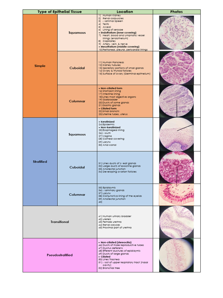 Types-of-Epithelial-Tissue-Table-Complete-2 | Download Free PDF ...