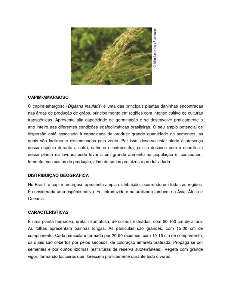 Ficha Tecnica Capim Amargoso Ihara 1 | PDF | Agricultura | Botânica