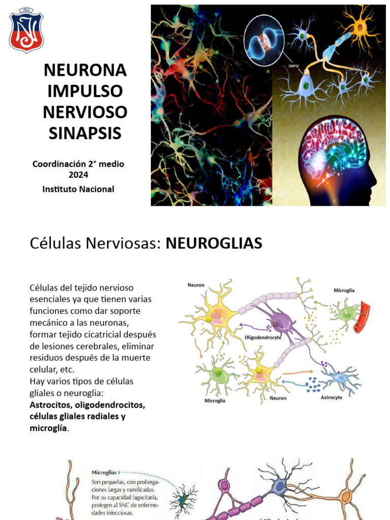 Neurona Impulso Sinapsis Clase 4 (2) | Descargar gratis PDF | Sinapsis | Potencial de acción