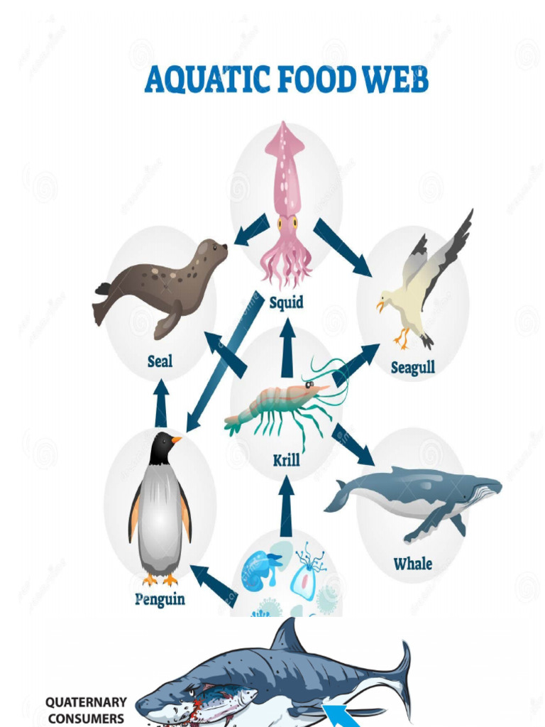 Tseg Assignment Foodchain and Foodweb | PDF
